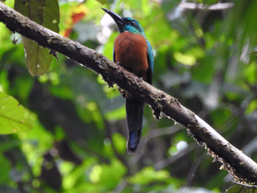 Caroline (UK) - Animal Rescue Center - Ecuador Eco Volunteer